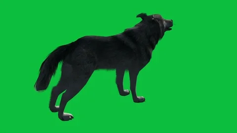 4k animation - Wolf Walks on the Green S... | Stock Video | Pond5