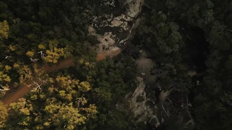 4K Australian Equatorial Forest Shot Fro... | Stock Video | Pond5