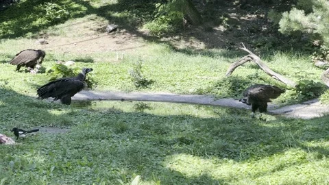 Commercialraw?Media=Footage Stock Videos – Royalty-Free HD & 4K Videos