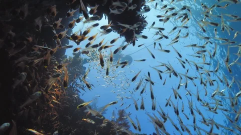 4k baitball of glassfish hiding inside a... | Stock Video | Pond5