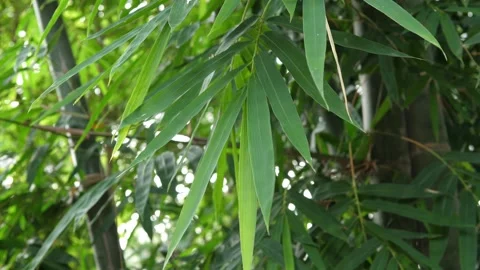 4K Bamboo leaves on tree swaying by wind... | Stock Video | Pond5