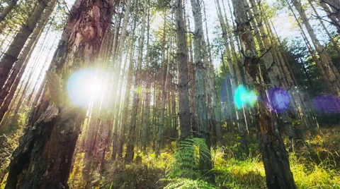 4K beautiful deep forest with sun rays s... | Stock Video | Pond5