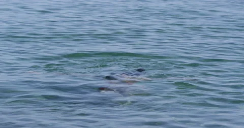 Woman Emerging From Water Stock Video Footage | Royalty Free Woman ...