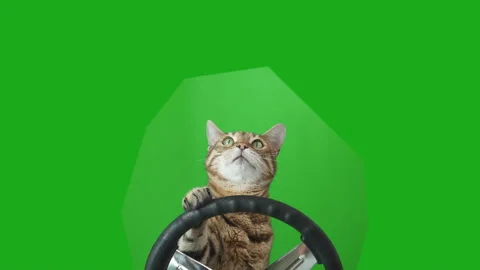 4K Bengal cat driving a car on green scr... | Stock Video | Pond5