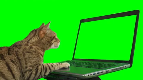 4K Bengal cat in front of computer on gr... | Stock Video | Pond5