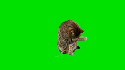 4K Bengal cat on green screen sitting do... | Stock Video | Pond5
