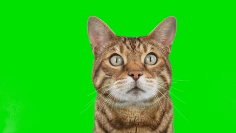 4K Bengal cat on green screen sitting do... | Stock Video | Pond5