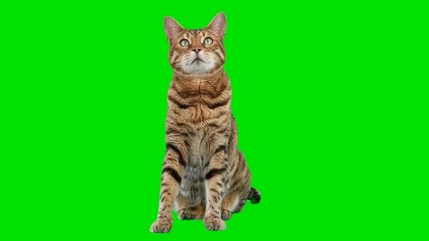 4K Bengal cat on green screen sitting do... | Stock Video | Pond5