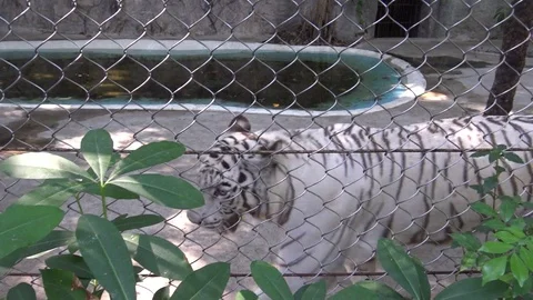 White Pee Stock Videos – Royalty-Free HD & 4K Videos | Pond5