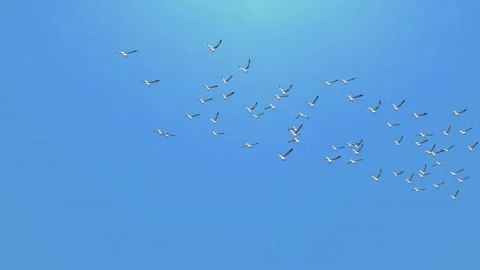Loop Motion Birds Stock Video Footage | Royalty Free Loop Motion Birds ...