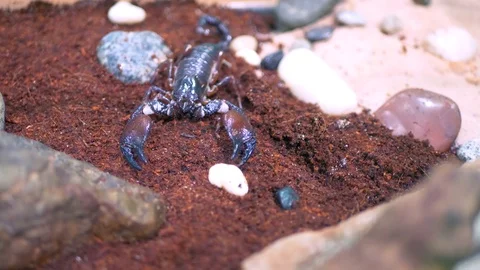 4K Black Scorpion Insect Bug, Dangerous ... | Stock Video | Pond5