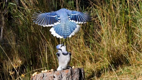 Speed Mom Stock Videos – Royalty-Free HD & 4K Videos