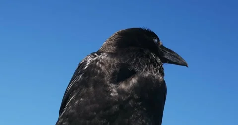 Raven Eye Stock Video Footage | Royalty Free Raven Eye Videos | Pond5