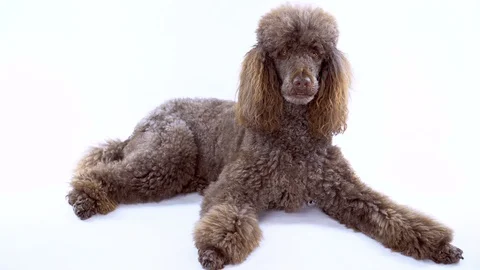 Poodle Stock Videos – Royalty-Free HD & 4K Videos