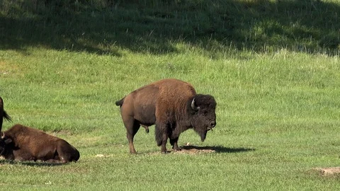 Bull Roar Sounds Stock Footage ~ Royalty Free Stock Videos | Pond5