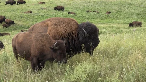 4K Buffalo Bull Bellows by Bison Cow | Stock Video | Pond5