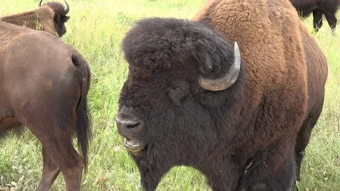 4K Buffalo Bull Smells Cow & Bellows | Stock Video | Pond5