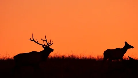4K Bull Elk on the Skyline Following a C... | Stock Video | Pond5