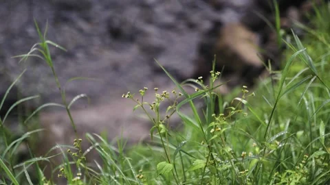 Westream Series Stock Videos – Royalty-Free HD & 4K Videos