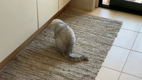 4k cat chasing and playing with a cats t... | Stock Video | Pond5