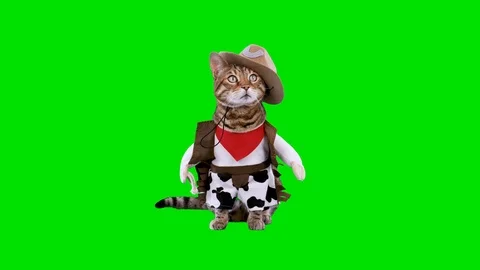 4K cat dressed up in cowboy costume on g... | Stock Video | Pond5