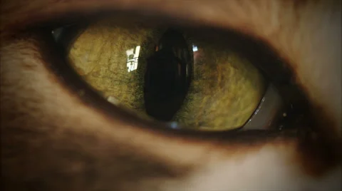 4K Cat Eye Moving and Watching Everywher... | Stock Video | Pond5