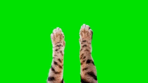 Cat Green Screen Paw Stock Video Footage | Royalty Free Cat Green ...