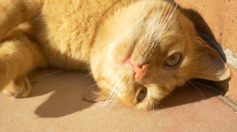 4k cat playing looking camera paws cute ... | Stock Video | Pond5