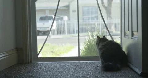 4K Cat watching through screen door as c... | Stock Video | Pond5