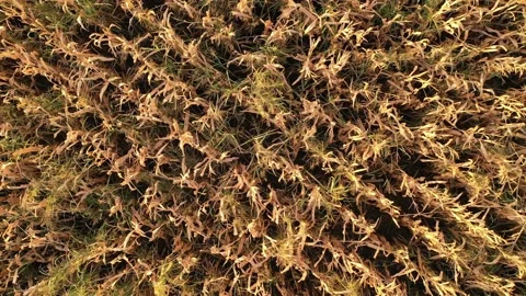 4k clip showing severe drought condition... | Stock Video | Pond5