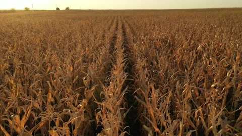 4k clip showing severe drought condition... | Stock Video | Pond5