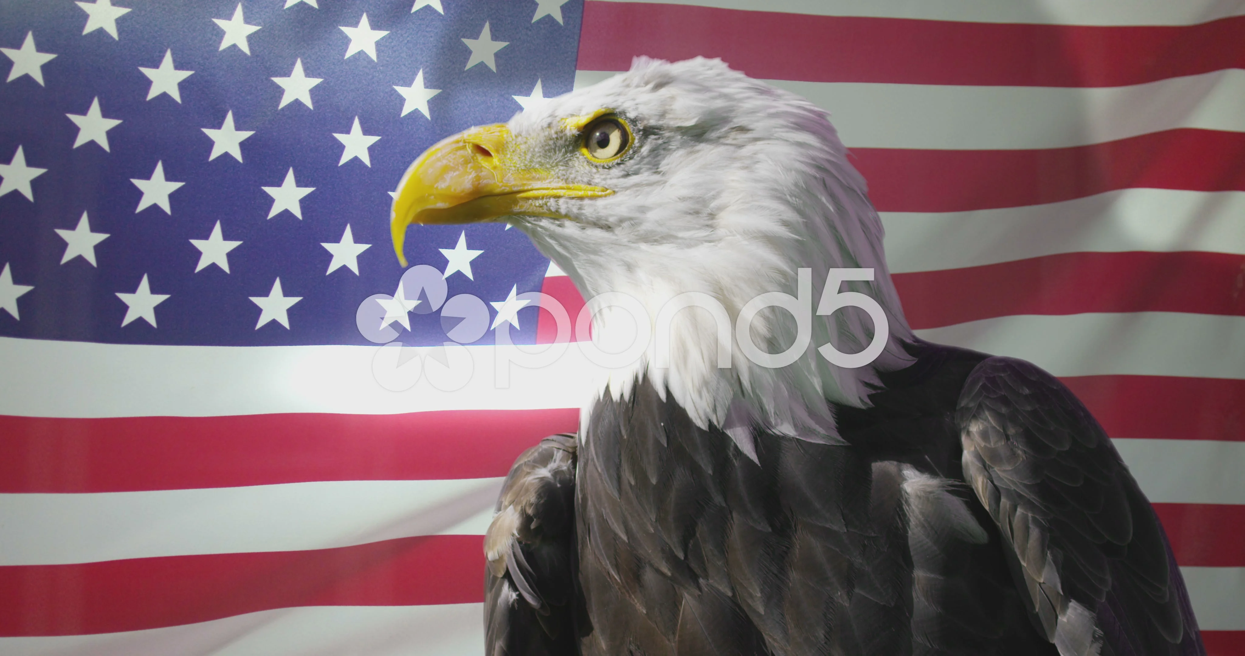 American Bald Eagle Screensaver
