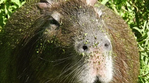 Save Close Stock Videos – Royalty-Free HD & 4K Videos