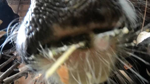 4K Close-up domestic animals eating hay ... | Stock Video | Pond5