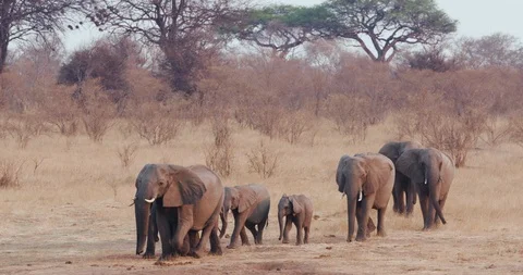 4K close-up front view of a breeding her... | Stock Video | Pond5