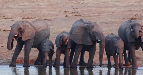 4K close-up front view of a breeding her... | Stock Video | Pond5