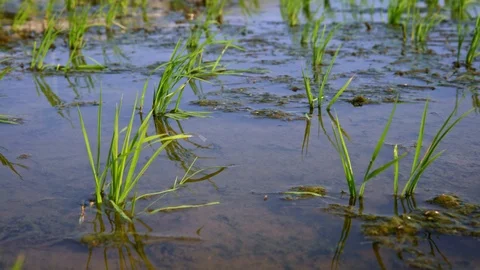 4K, Close-up rice crops and water farm l... | Stock Video | Pond5
