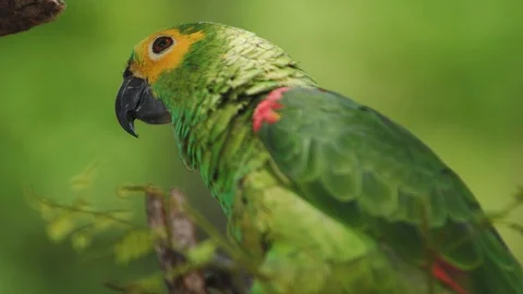 Parrot Close U Stock Videos – Royalty-Free HD & 4K Videos