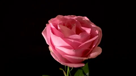 4K Close-up Video: Slow-motion zoom of a... | Stock Video | Pond5