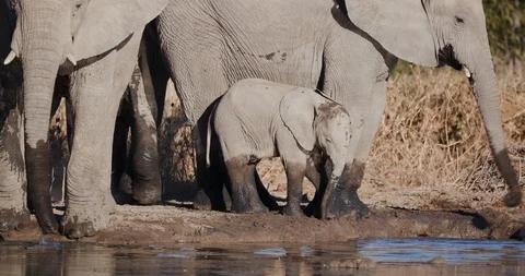 4K close-up view of a cute baby elephant... | Stock Video | Pond5