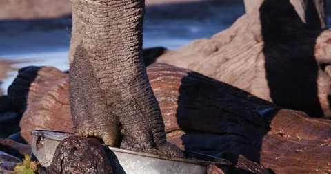 4K close-up view of elephant trunks figh... | Stock Video | Pond5
