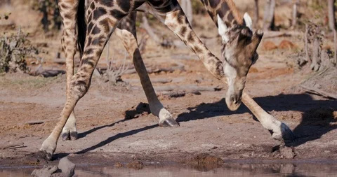 4K close-up view of a giraffe bending do... | Stock Video | Pond5