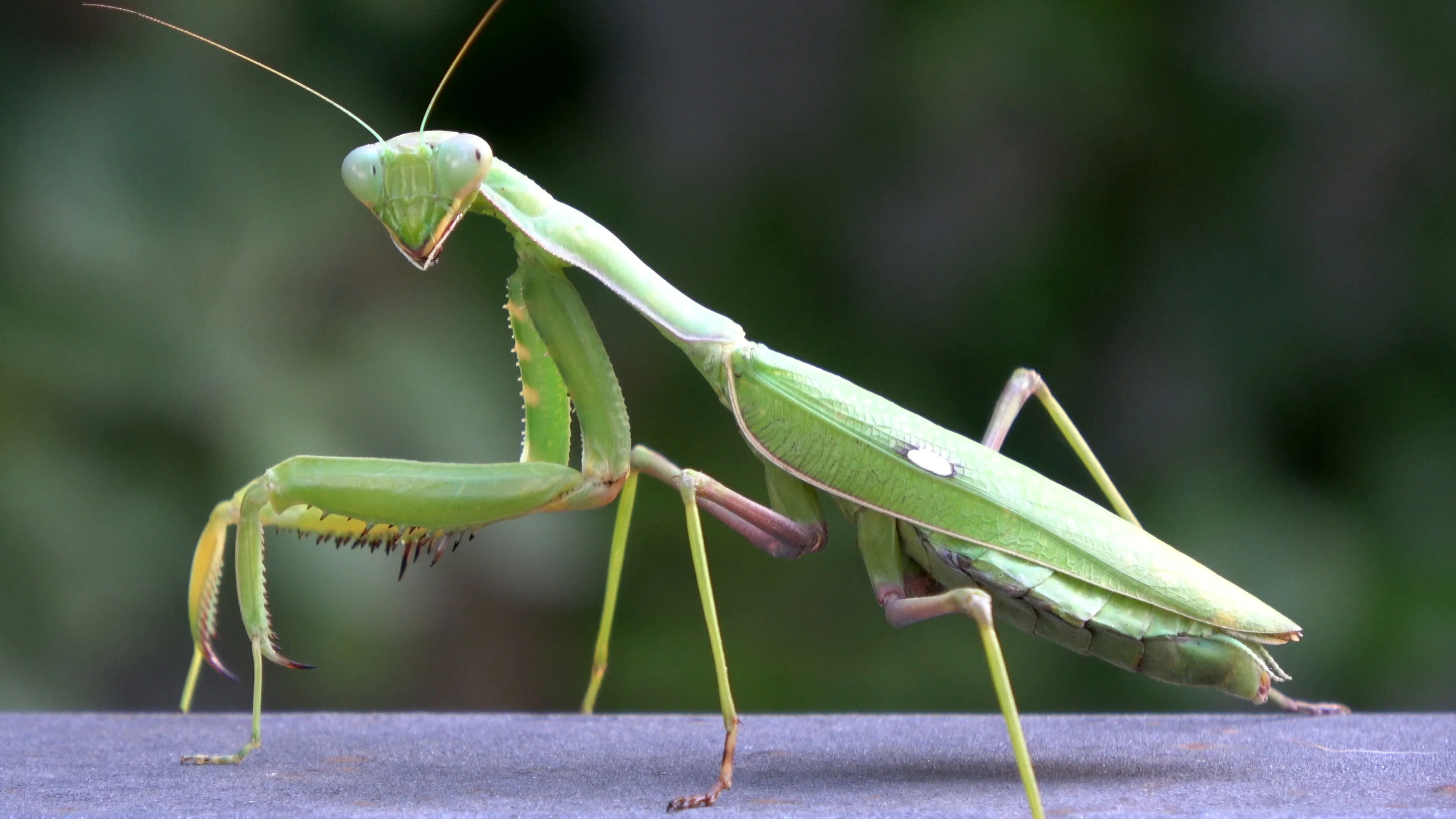 Praying Mantis Close Up Russ Aguilar | A Closeup Of A Praying Mantis!