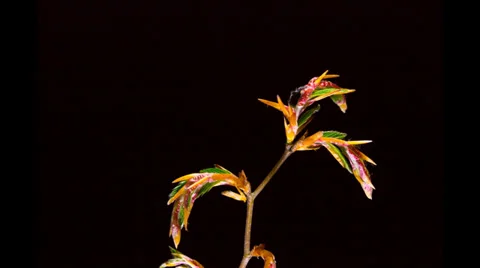 Twig Leaf Stock Video Footage | Royalty Free Twig Leaf Videos | Pond5