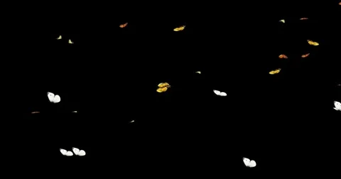 4k colorful butterflies flying animation... | Stock Video | Pond5