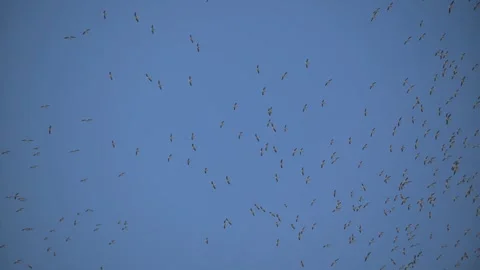 Animal School Video Stock Videos – Royalty-Free HD & 4K Videos