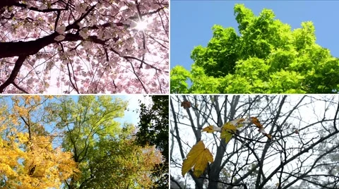 4K compilation (montage) - nature - tree... | Stock Video | Pond5