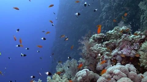 4K coral reef off the Brothers Island, R... | Stock Video | Pond5