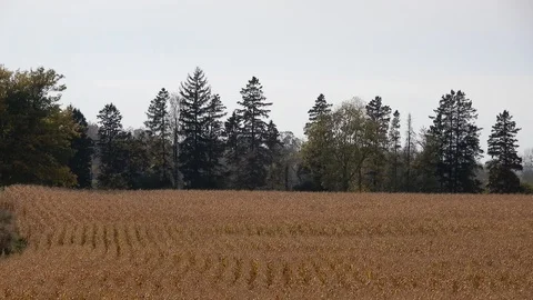 4K Corn Field Wide Panorama Right To Lef... | Stock Video | Pond5