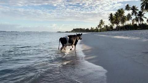 [4K] Cow Emerges From Pacific Ocean Onto... | Stock Video | Pond5